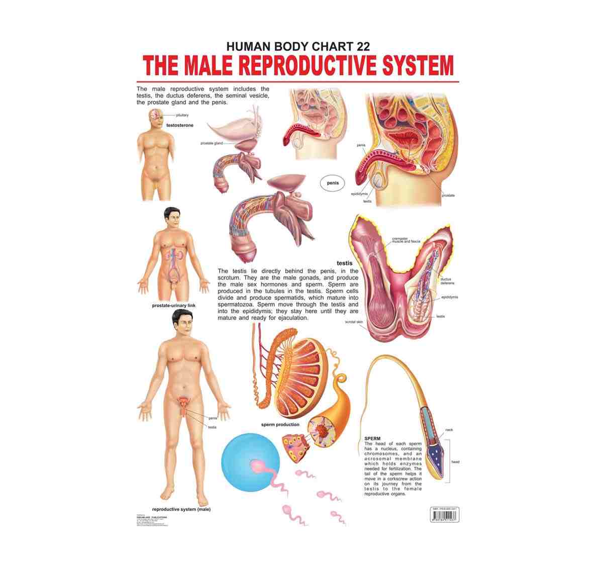 Dreamland the Male Reproductive System Chart for kids 12Y+, Multicolour
