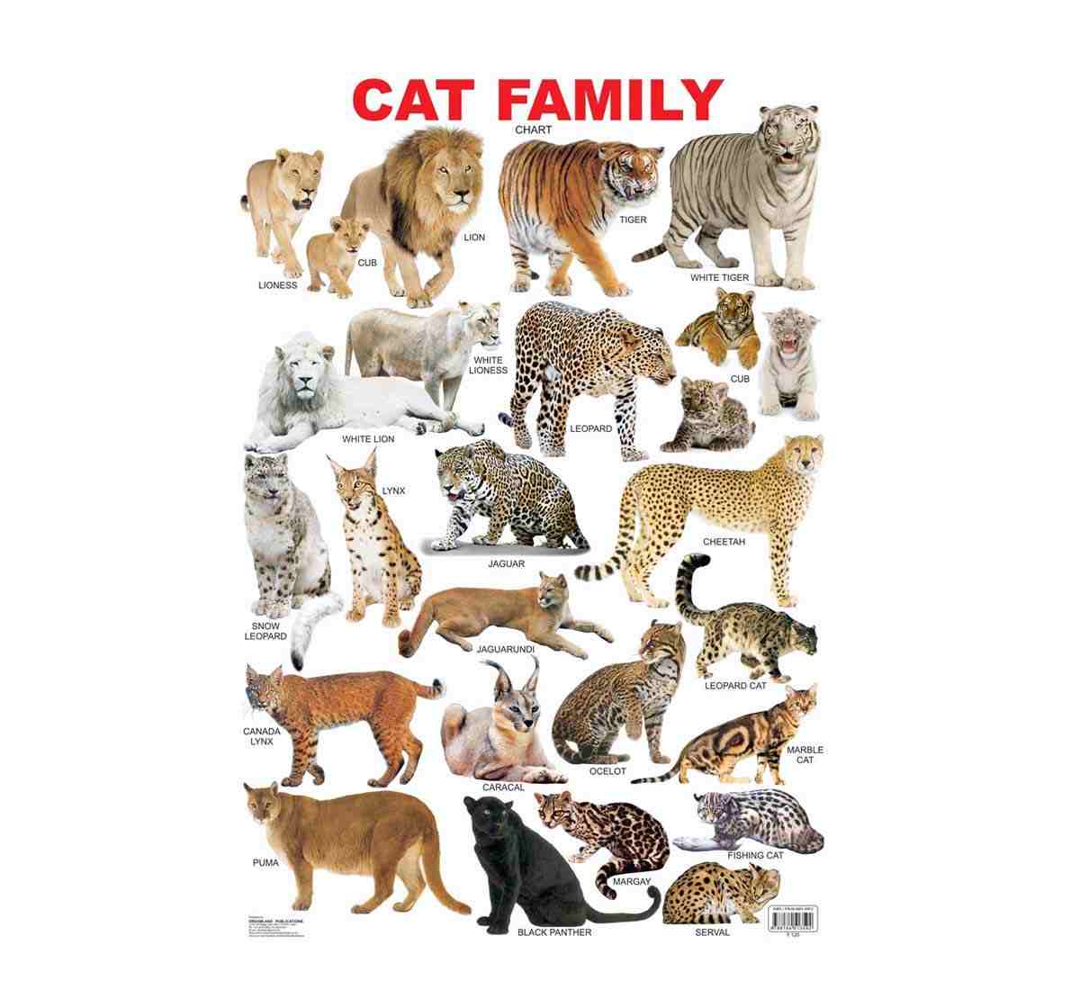 Dreamland Cat Family Chart for kids 3Y+, Multicolour
