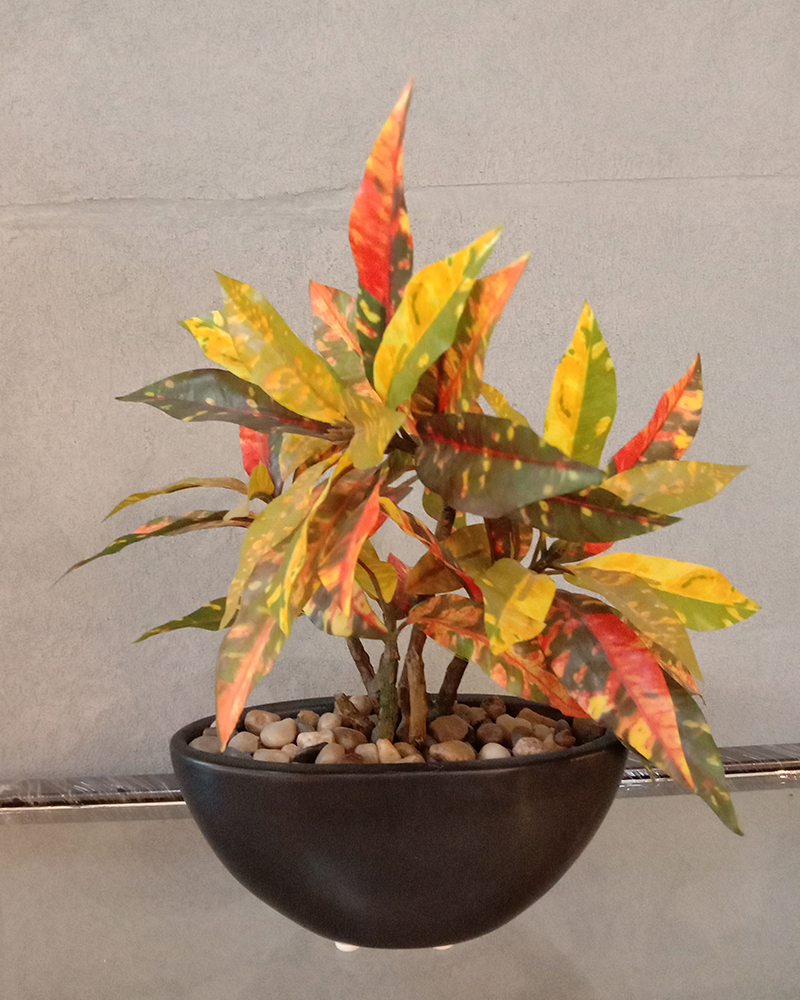 Order Happiness Black Pot with Colourful Plant