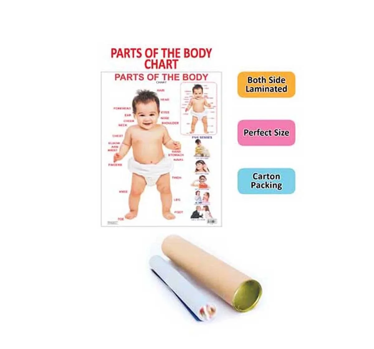 child body parts diagram