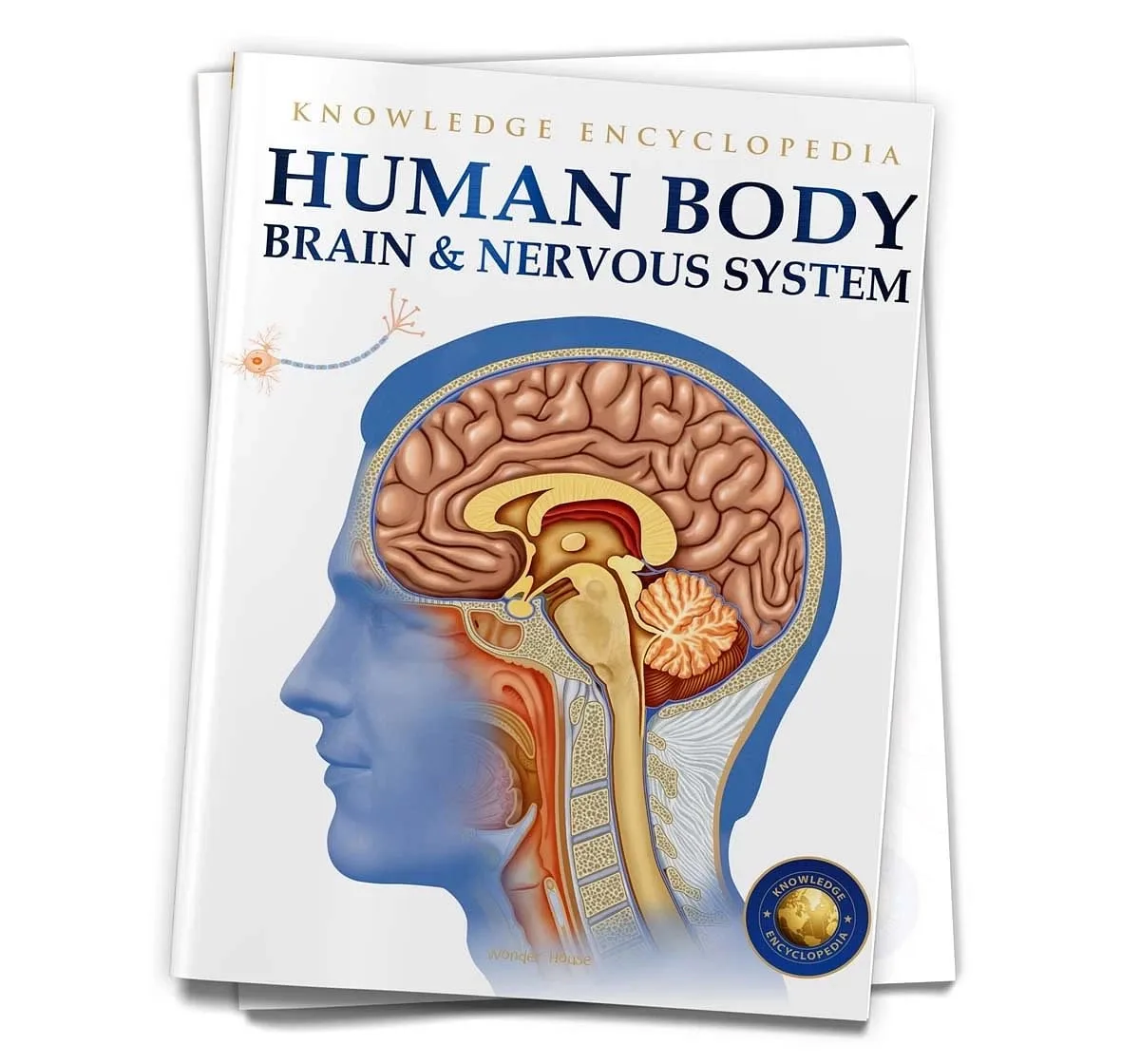 Wonder House Books Human Body Brain and Nervous System Knowledge ...